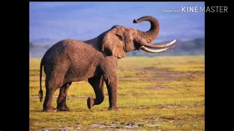 Elephant Sounds Like