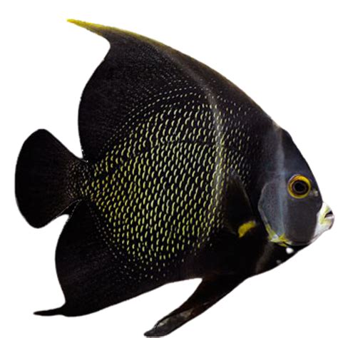 Saltwater Angelfish Black And White
