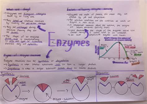 N5 Biology Enzyme Mind Map Enzyme Concept Map Biology Concept Map