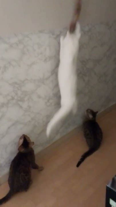 호랑이 꼬리 꼬리 꼬오뤼~~ 🌲 🌲 🌲 ~~~ 🌹🌹누나 자주놀아주세요 ~ Youtube