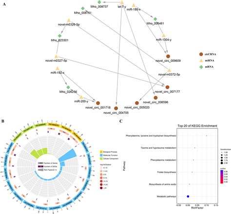Cerna Network And Function Enrichment Analysis Of Target Mrnas In This Download Scientific