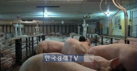 도올 김용옥 딸 김미루 돼지와 104시간 누드 퍼포먼스 경악