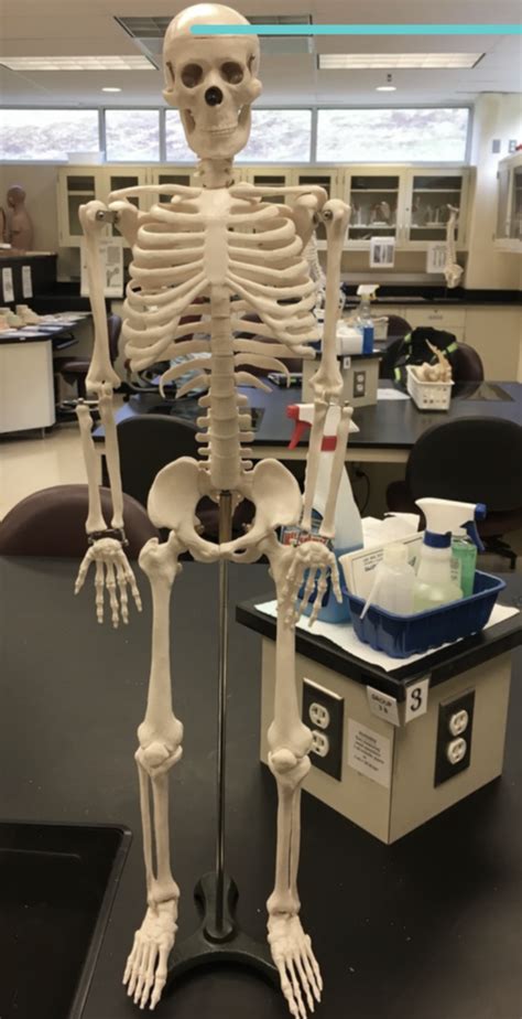 Anterior Skeleton Diagram Quizlet