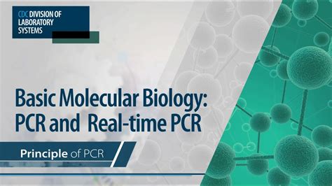 Rt Pcr Principle