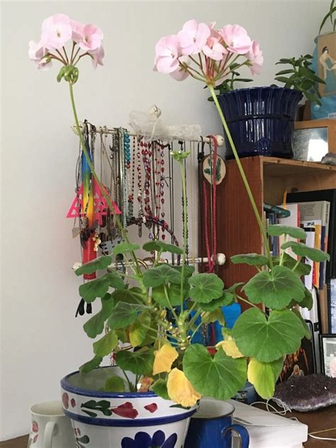 7 Reasons And Solutions Of Geranium Leaves Turning Yellow Indoor