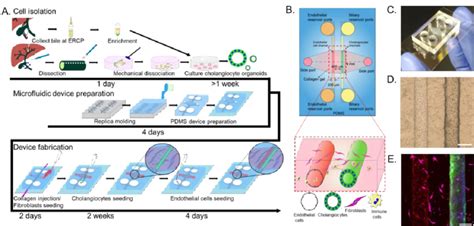 Fabrication Of A Human Vbdoc Using Organoid Derived Cholangiocytes A Flow Download