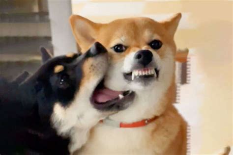 【そろそろキレてもいいですか？】甘えん坊な妹に翻弄される柴犬さん。限界までのカウントダウン♪ Peco（ペコ）