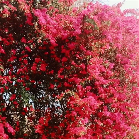 موسافر جانان