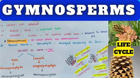 Gymnosperms Life Cycle Of Gymnosperm With Diagrammatic Representation Plant Kingdom Youtube