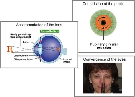4 2 A Visual Function Flashcards Quizlet