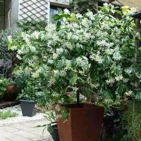 风车茉莉长得快1年窜出9米冬季叶子青搭个支架做 花房 种植 盆栽 花卉