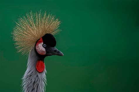 Premium Photo Balearica Regulorum Or The Greycrowned Crane Is A