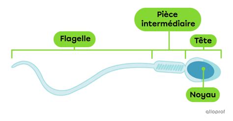 Les Gamètes Secondaire Alloprof