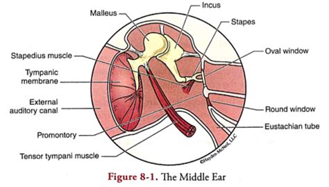 Round Window Anatomy