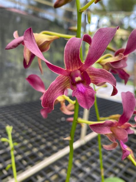 Den Norma Jackson X Discolor Kalapana Orchid Farm