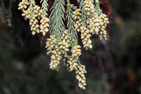 神奈川で花粉「大量飛散」 23年春のスギ、ヒノキ予測 カナロコ By 神奈川新聞