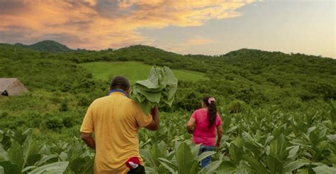 Análisis Del Sector Agropecuario En El Pib De Colombia
