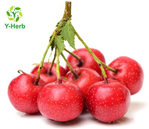 Fructus Crataegi Leaf P E Hawthorn Berry Extract Flavones Powder Vitexin