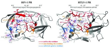 Sequence Alignment Of Hiv 1 Blv And Htlv Proteases The Aligned