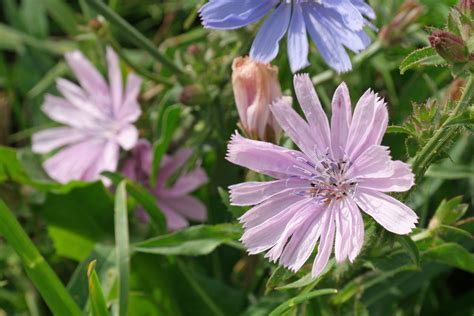 Cichorium Intybus