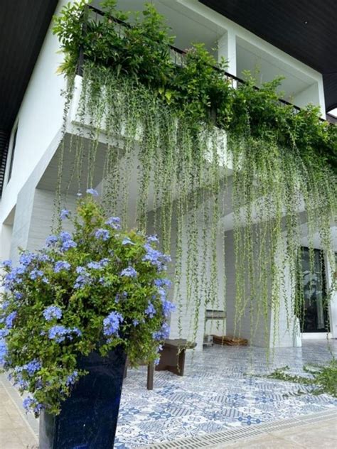 Jardín Colgante 4 Ideas Para Decorar Tu Patio Plantas Que Cuelgan Exterior Plantas Colgantes