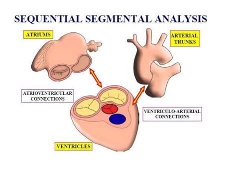 Echo Segmental Approach Dr Binjoppsx