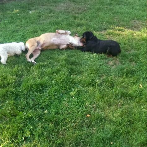 Travis Powell Youtube