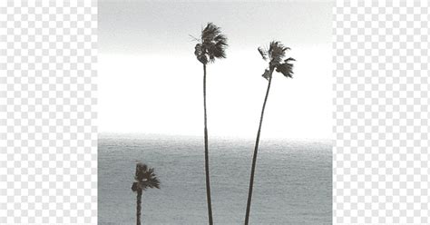 Arecaceae Graphy Time Beyoncé Anitta Huck Grass Palm Tree Time Png