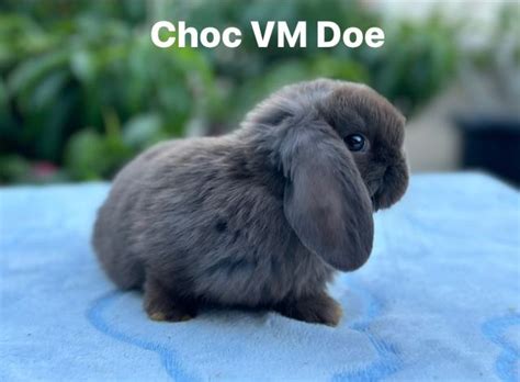 Pure Mini Lop Bunnies Rabbits Gumtree Australia Adelaide Hills