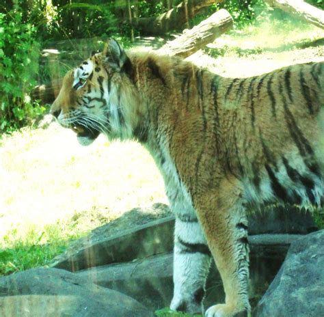 Tiger At The Bronx Zoo Bronx Zoo Tiger Zoo