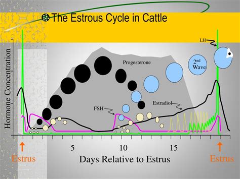 Ppt Department Of Veterinary Reproduction Faculty Of Veterinary