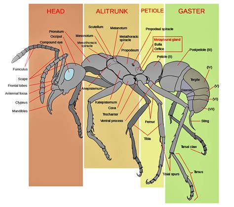 Ant Anatomy Diagram Learn About The Body Parts Of Ant