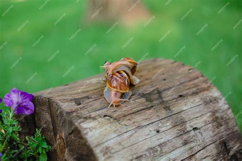 Premium Photo A Snail On A Log With A Green Grass Background