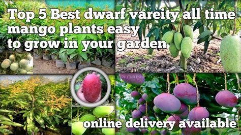 Top 5 Best Dwarf Vareity All Time Mango Plants Available All Over India