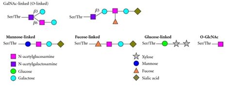 o glycan profiling service creative proteomics