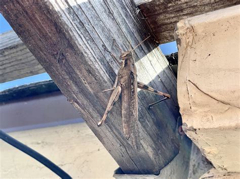 This Grasshopper Free Solo Scaling My Pergola Rmildlyinteresting