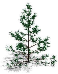 Casuarina Tree 3D DWG Model For AutoCAD Designs CAD