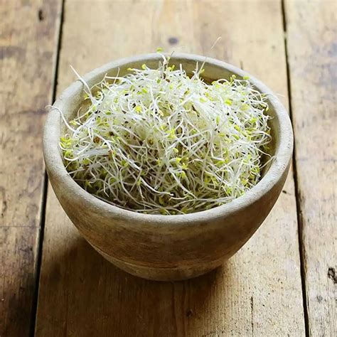 Sprouting Seeds Product
