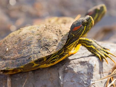 How Long Do Red Eared Sliders Live All Turtles