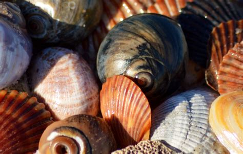 Path Path Homeless Program Preferred Behavioral Health