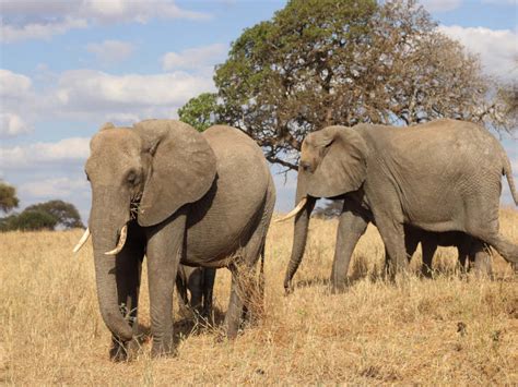 12 Days Combine Safari Zanzibar Shammah Wonders Safaris