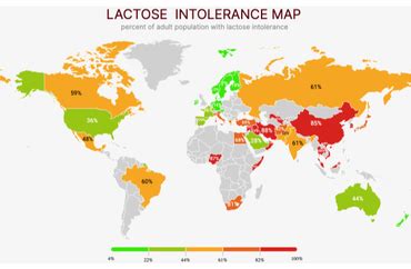 Gallery Lactose Intolerance