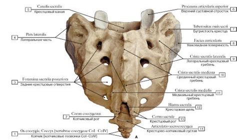 Sait Page2andidanatomijabili4t1andmenuanatomijabili4t1