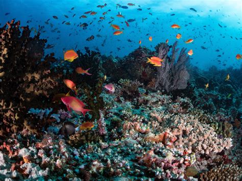 海水魚飼育で失敗しない混泳方法 記憶に残したいときのメモ帳