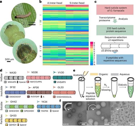 Scientists Learn From Caterpillars How To Create Self Assembling