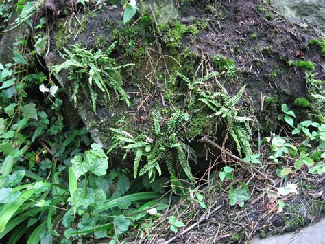 Asplenium Trichomanes Ferns And Lycophytes Of The World