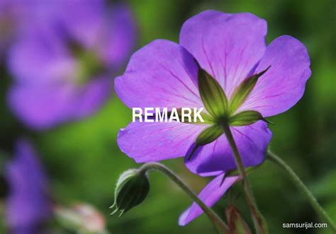 6 Arti Kata Remark Kamus Bahasa Inggris Terjemahan Indonesia