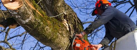 Tree Trimming Tree Removal Mesquite TX