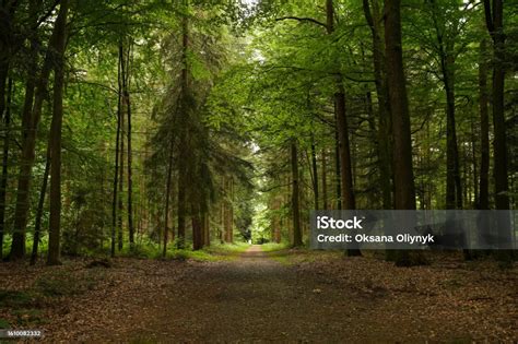 숲 속의 산책로 꿈꾸는 숲 속의 길이 있는 풍경 자연 배경입니다 0명에 대한 스톡 사진 및 기타 이미지 0명 거리 경관 Istock