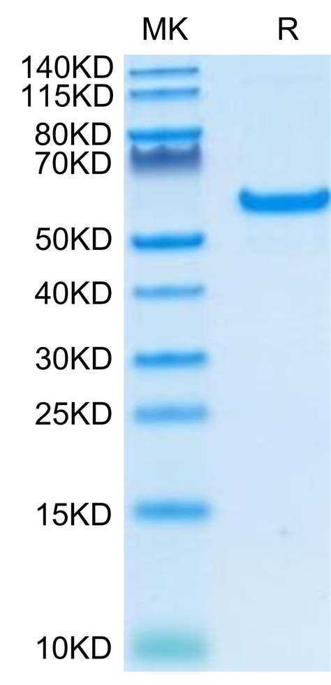 Human Cd40tnfrsf5 Protein Recombinant Reprokine